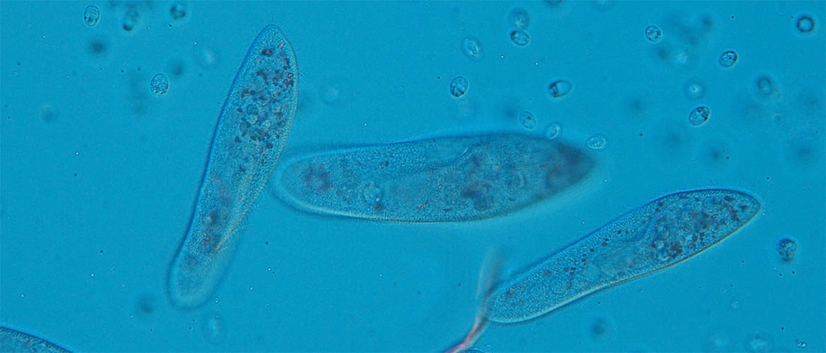 Altermatt lab – Community Ecology Research