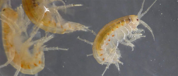 Amphipods – Altermatt lab