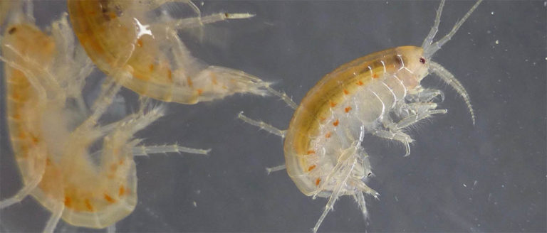 Amphipods – Altermatt lab